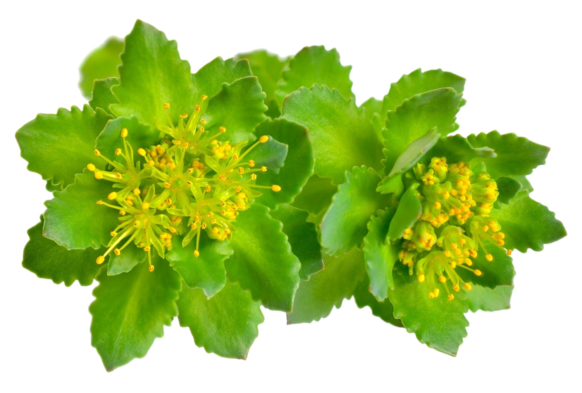 Premium Beauty Produkte online bestellen | ELLIS SPRINGS